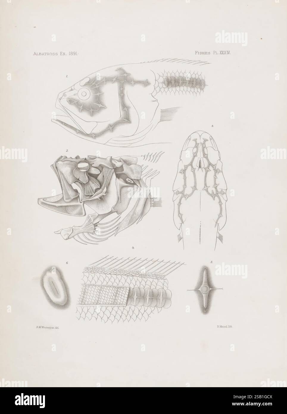 Memoirs of the Museum of Comparative Zoology, at Harvard College ...