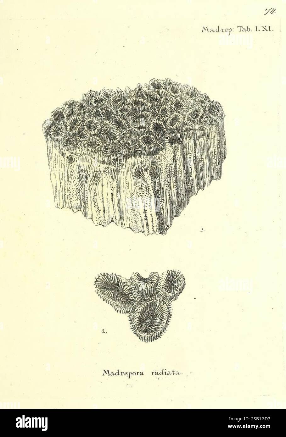 Pronounced polyps hi-res stock photography and images - Alamy