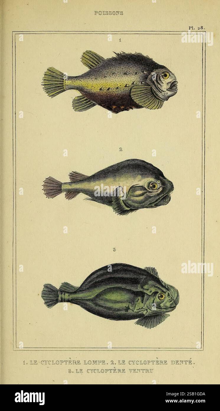 Oeuvres du comte de Lacépède, Paris, P. Duménil, 1836, natural history ...