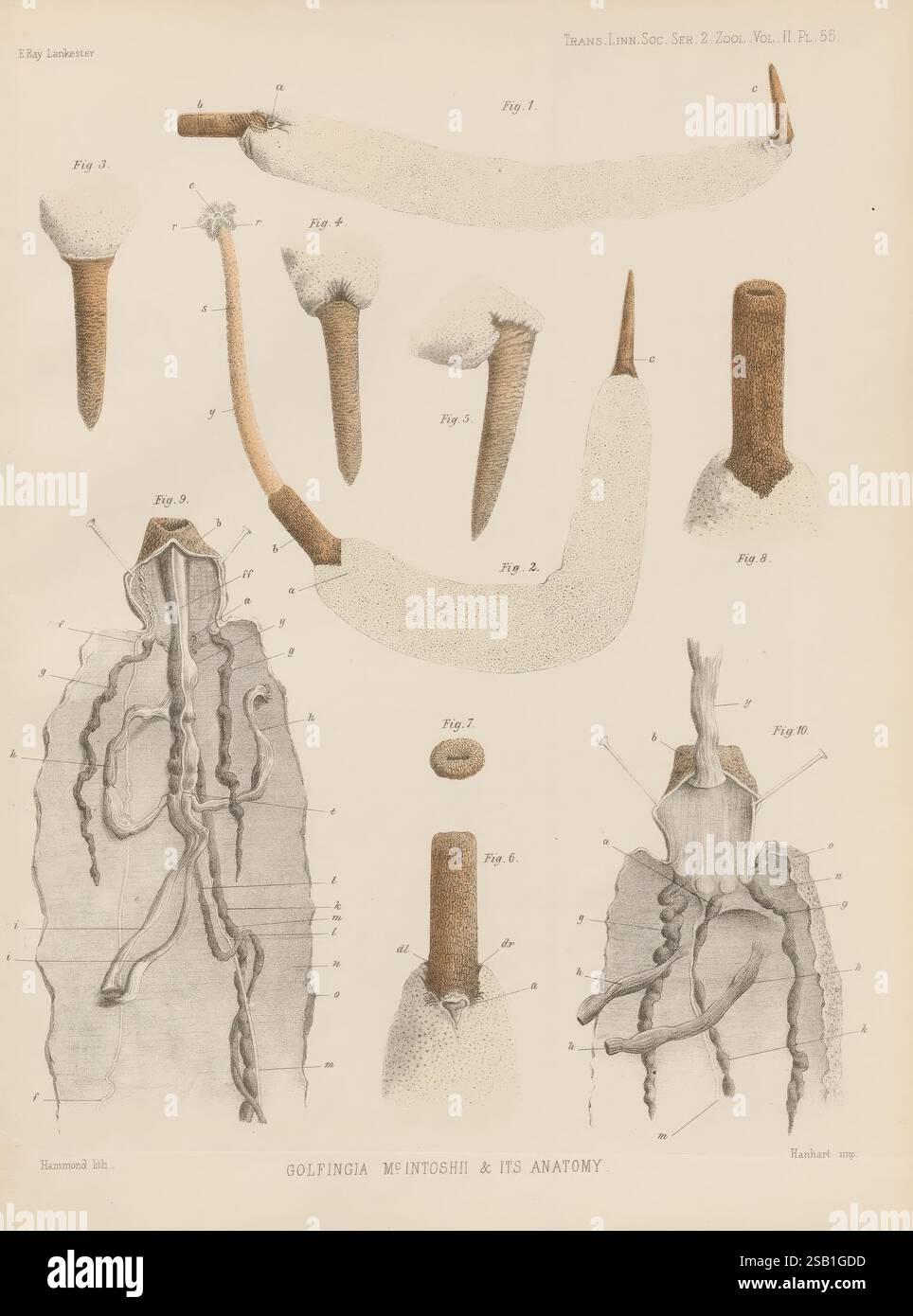 Relevant body structures hi-res stock photography and images - Alamy