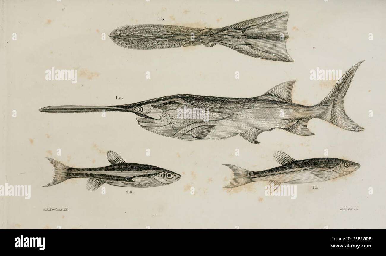 Showcasing various body shapes hi-res stock photography and images - Alamy