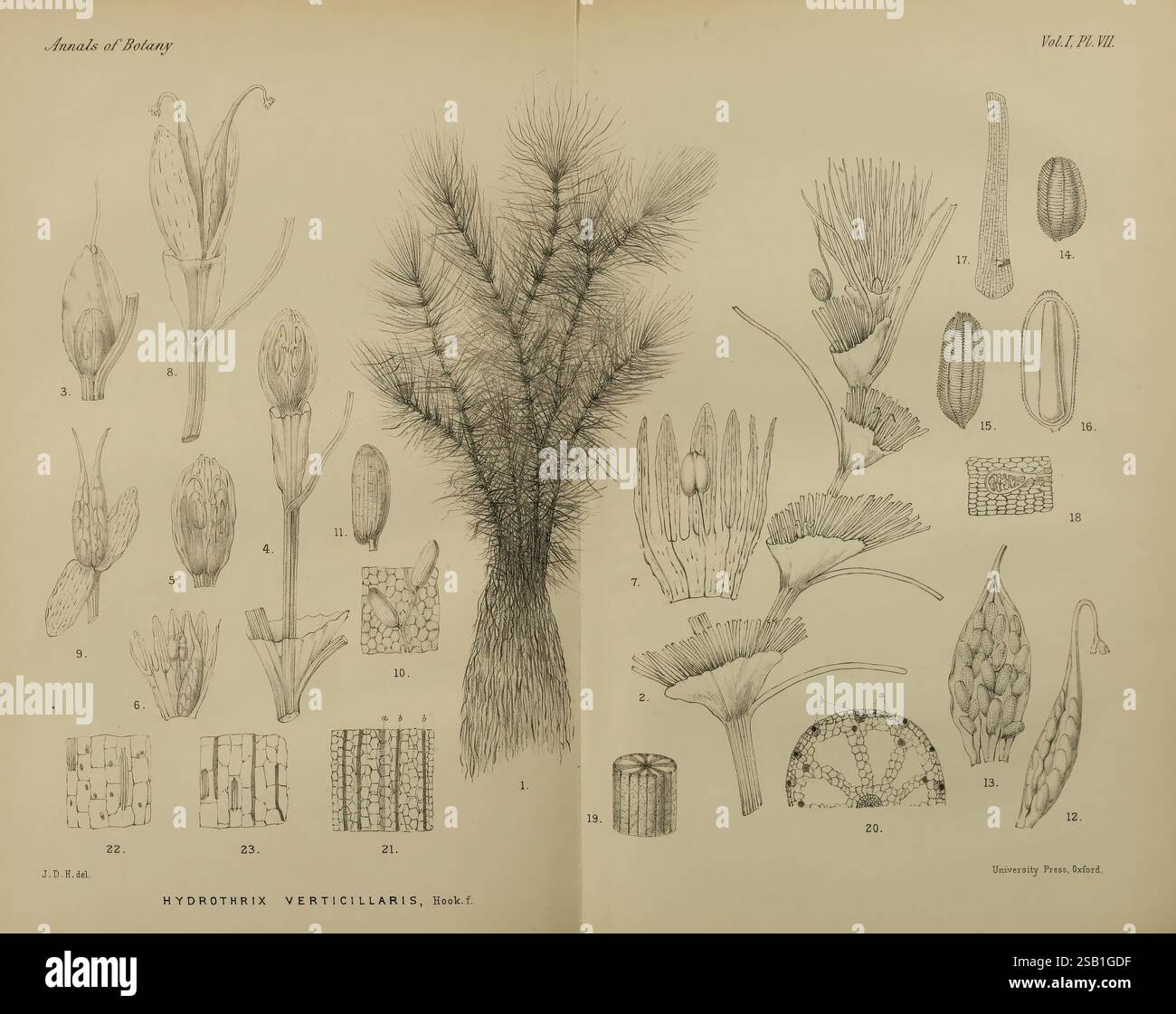 Representing reproductive organs hi-res stock photography and images ...