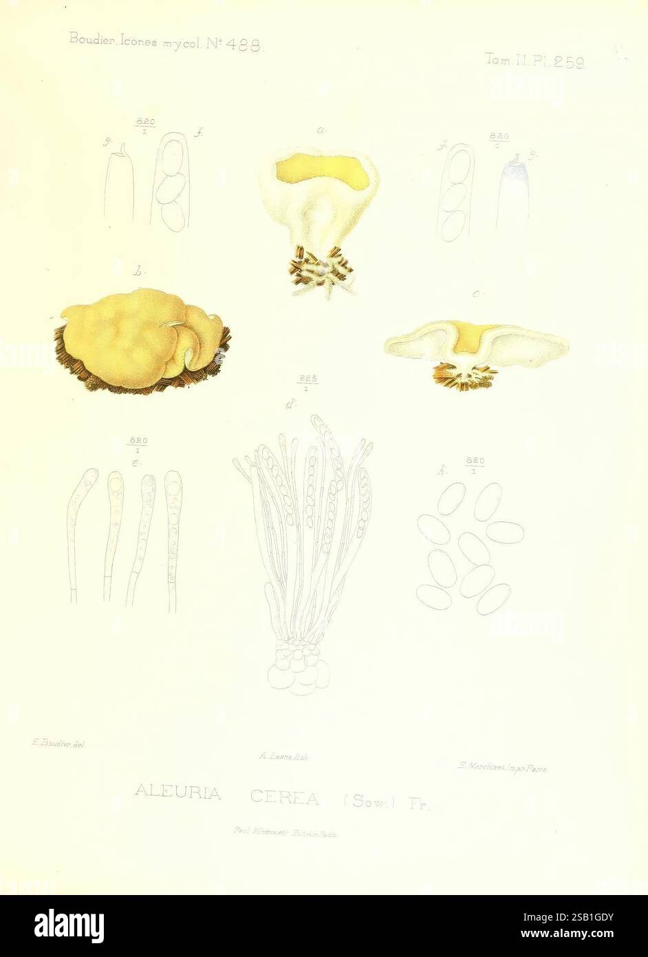 Fruiting body alongside cross sections hi-res stock photography and images - Alamy