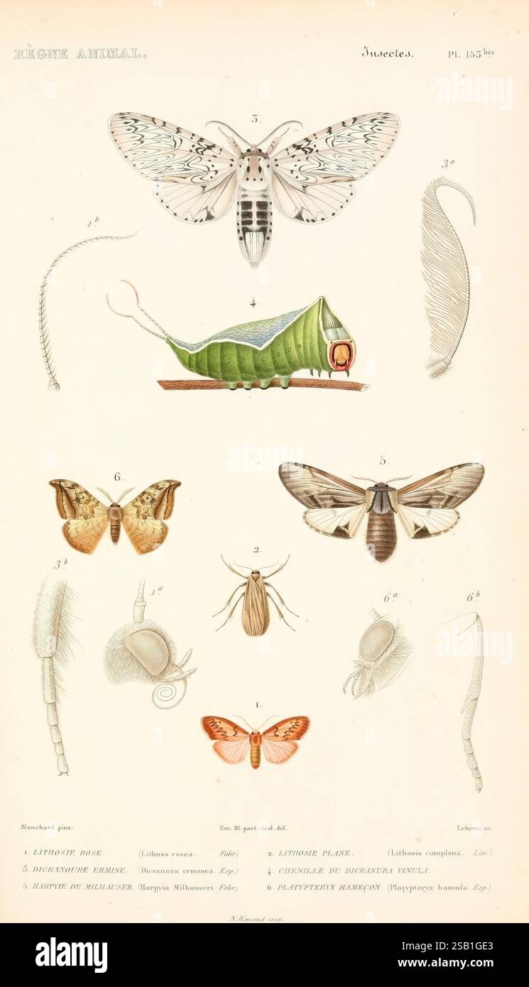 Le règne animal distribué d'après son organisation, Paris, 1836-1849 ...