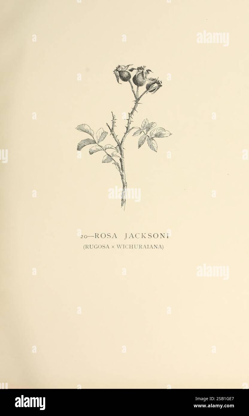 The Genus Rosa, 1914, roses, The illustration features a detailed ...