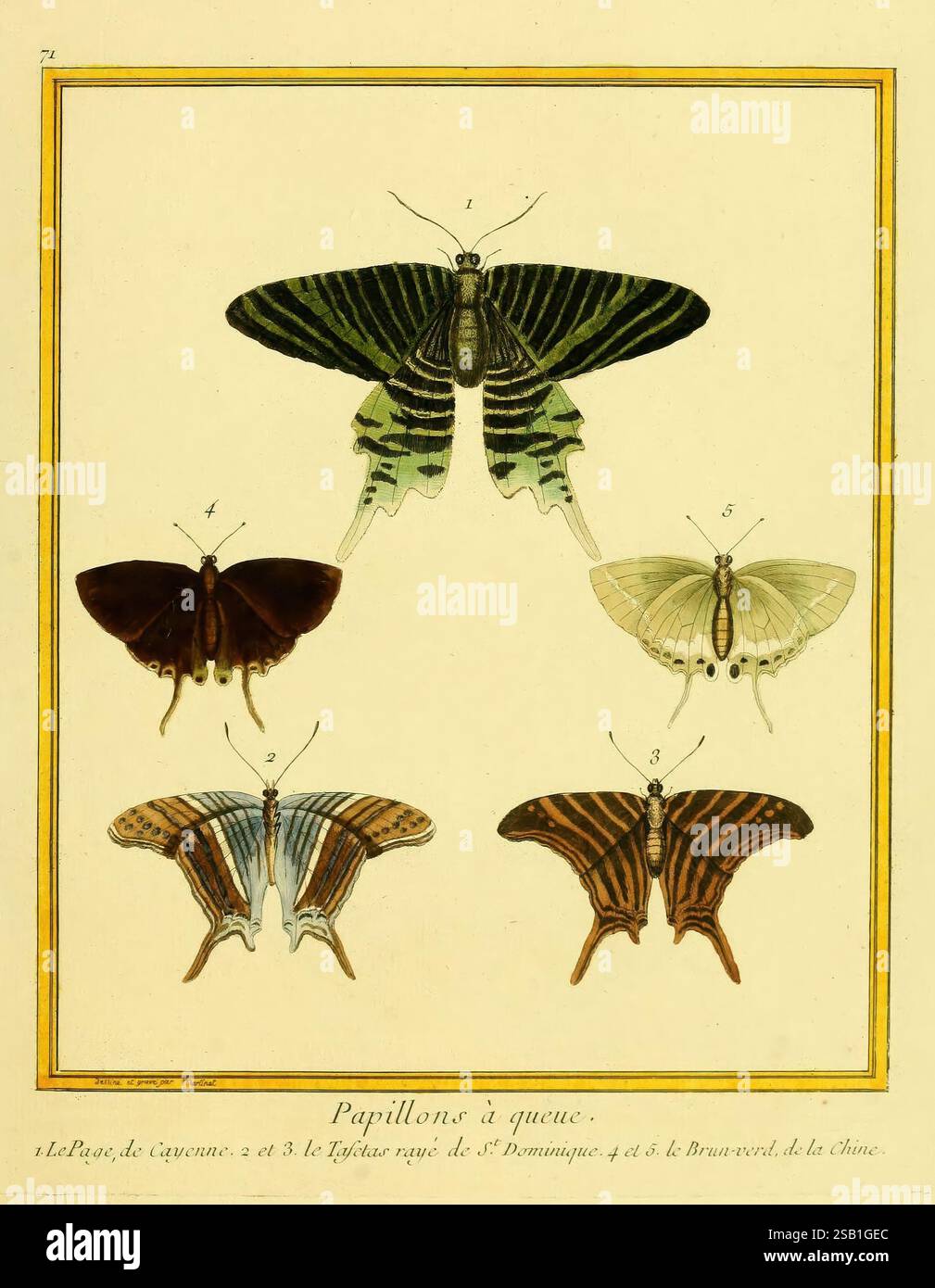 Artistic appreciation of entomology hi-res stock photography and images ...