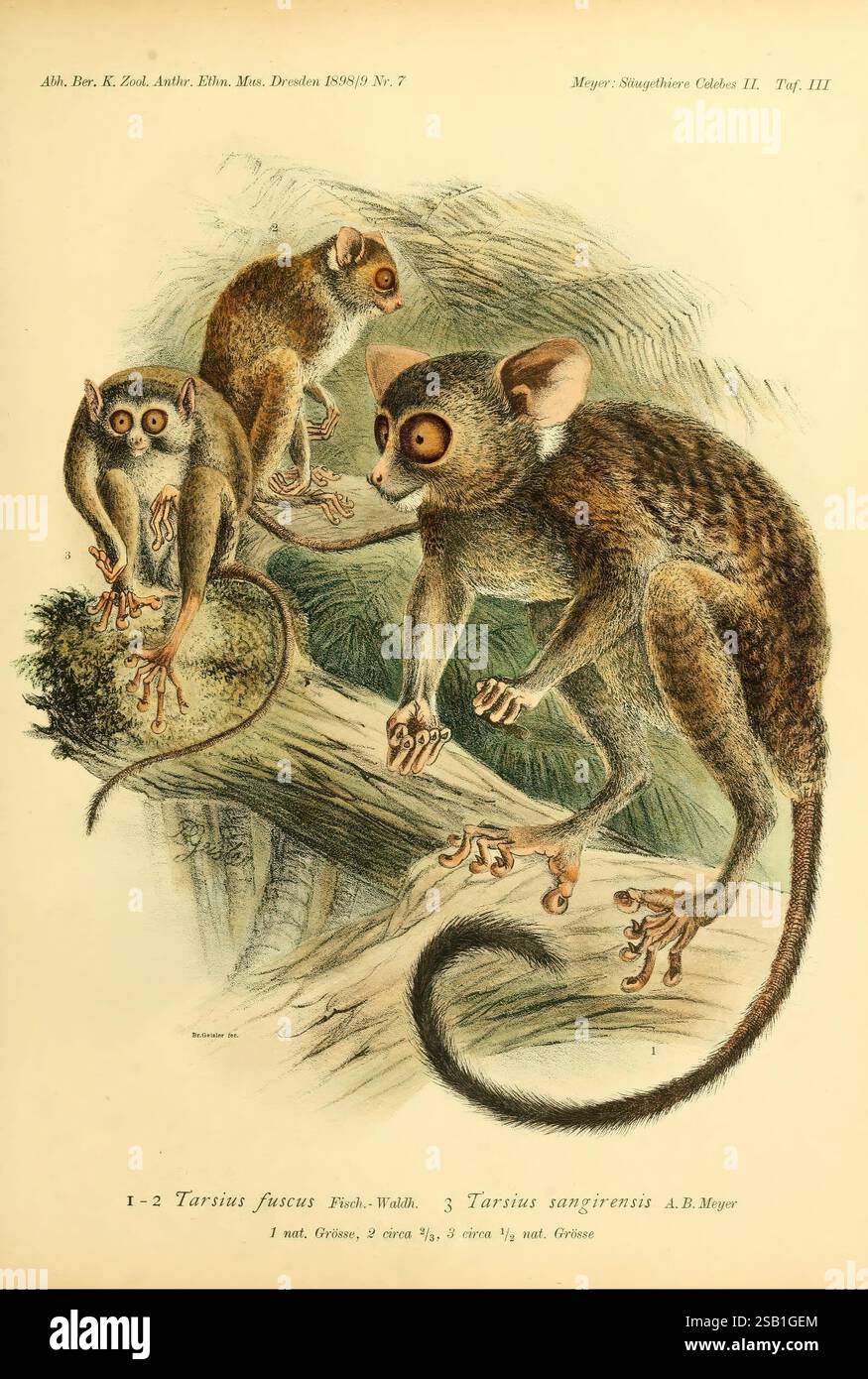 Säugetiere vom Celebes- und Philippinen-Archipel, 1-2. Berlin, R ...