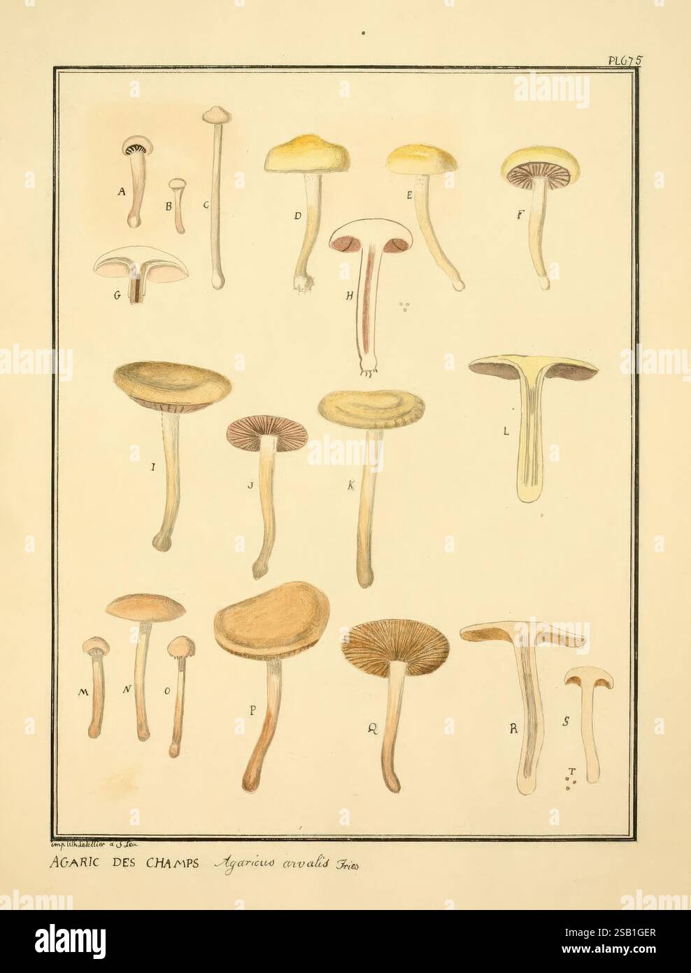 Feature unique stalk structures hi-res stock photography and images - Alamy