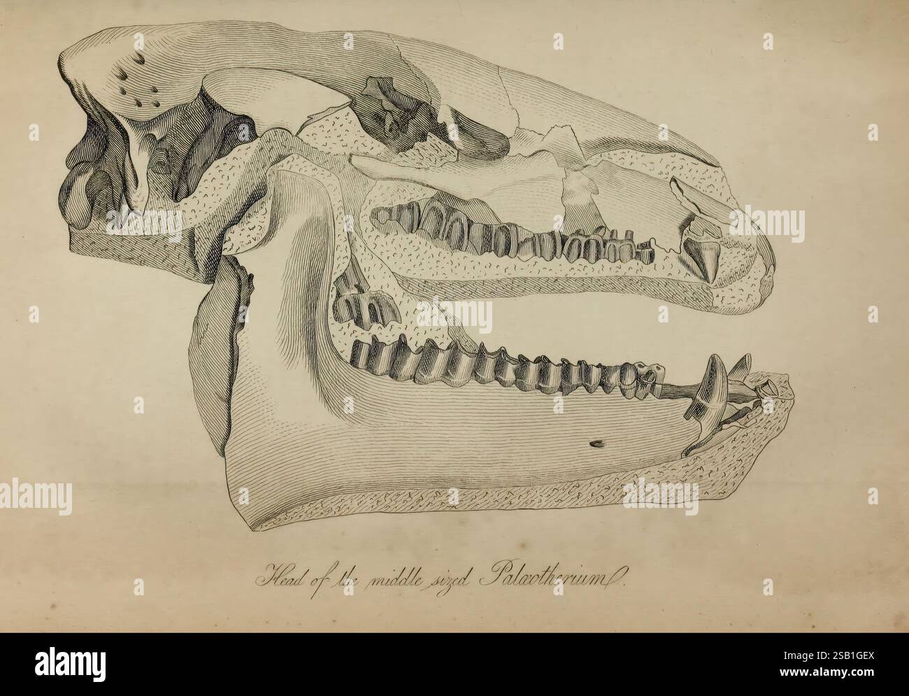 The fossil remains of the animal kingdom, London, Whittaker, Treacher ...