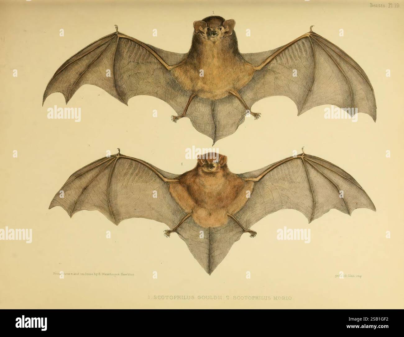 Scotophilus nigra displays hi-res stock photography and images - Alamy