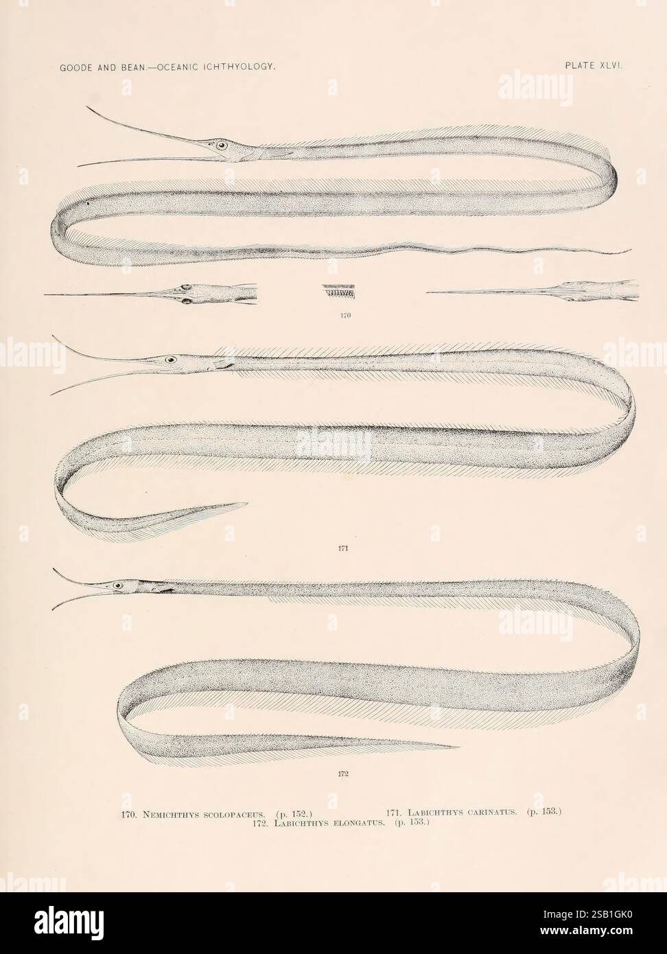 Fin positioning hi-res stock photography and images - Alamy