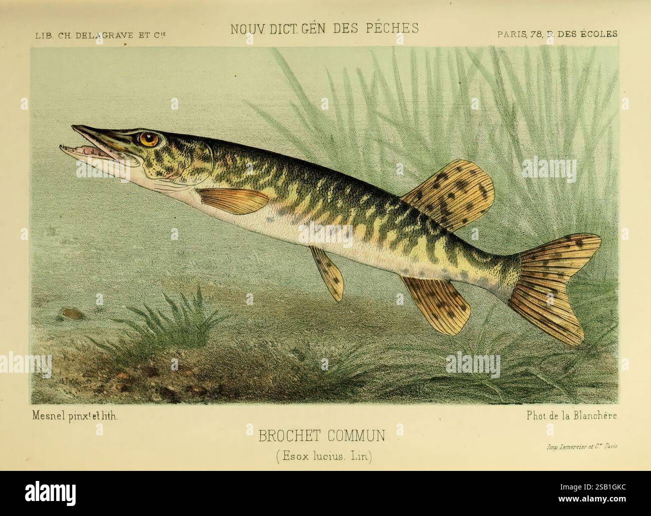 Tail fin elongated hi-res stock photography and images - Alamy