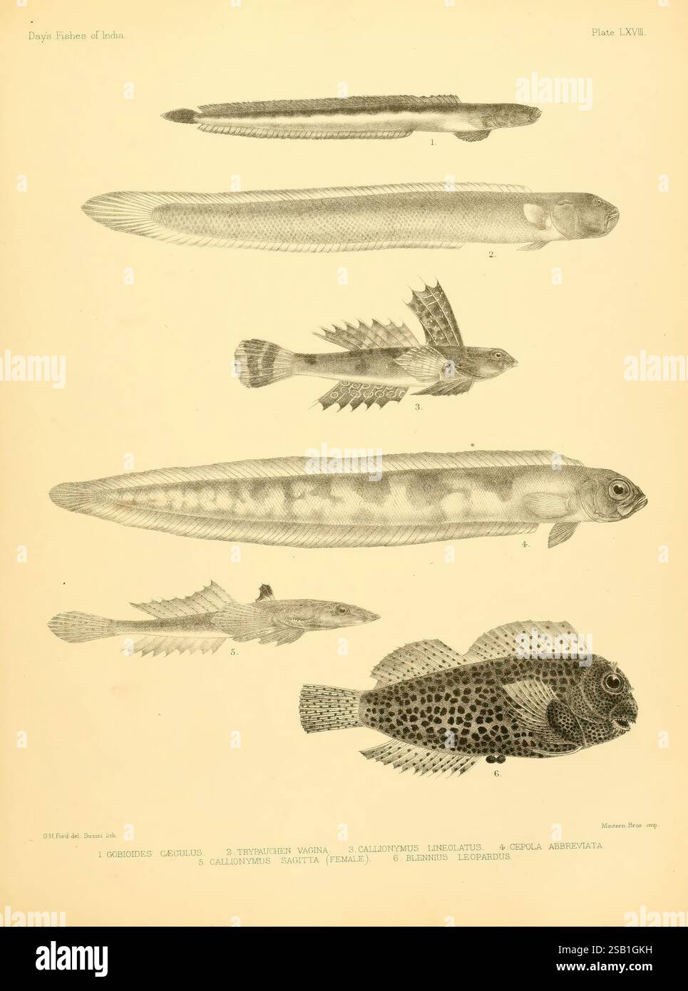 Highlighting variations in morphology hi-res stock photography and ...