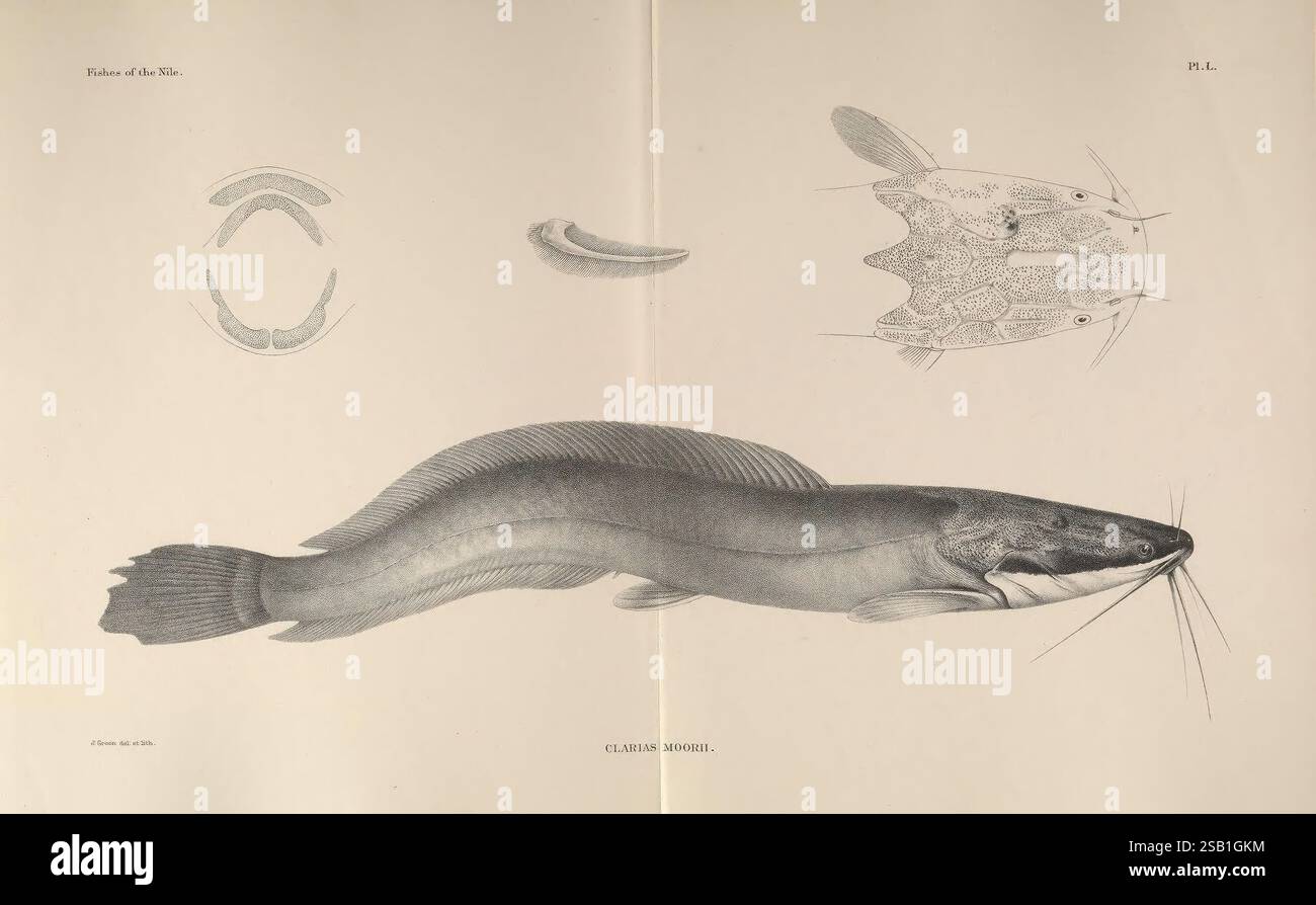 Catfishs anatomical features hi-res stock photography and images - Alamy