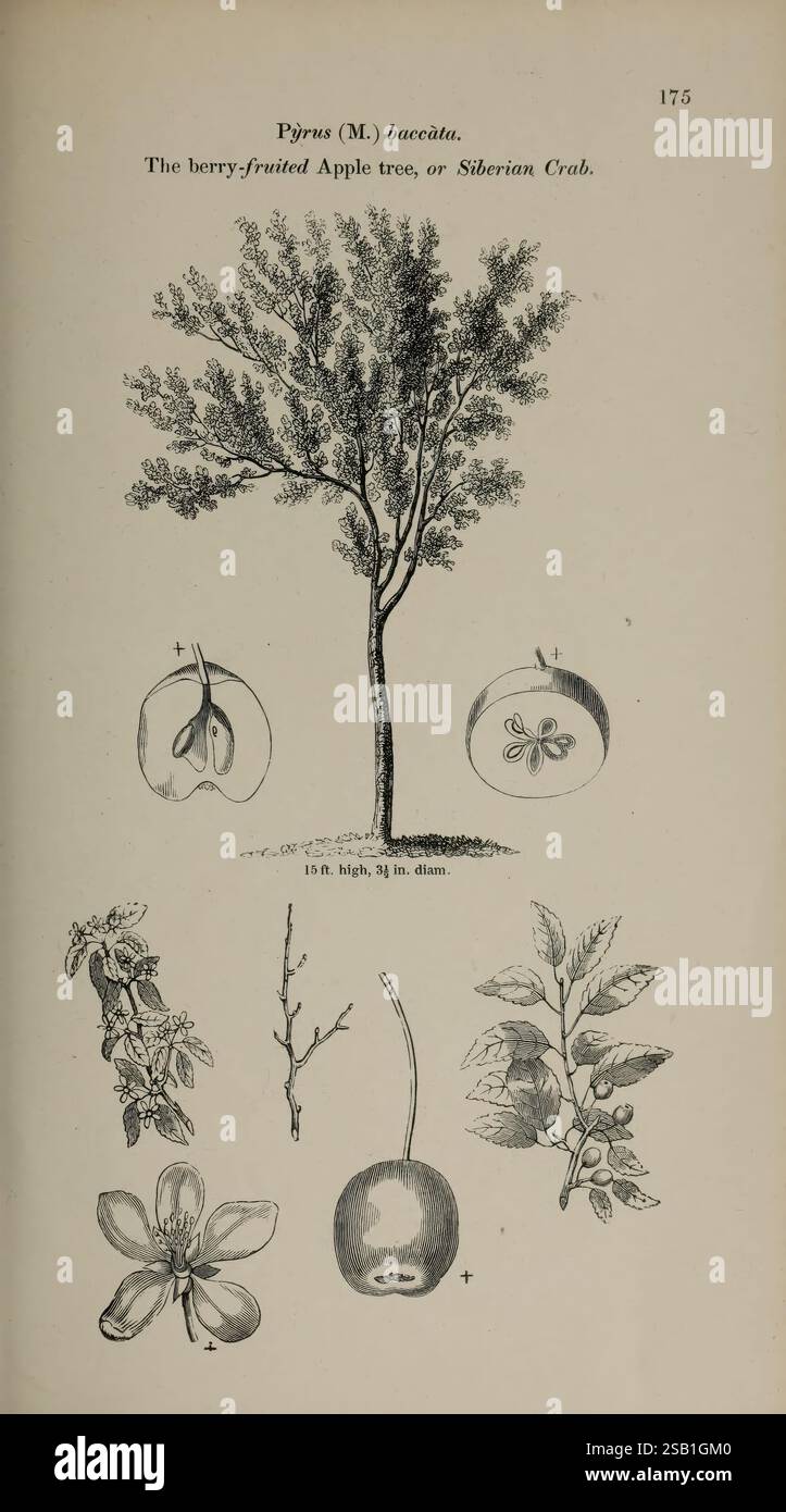 Arboretum et fruticetum britannicum, or London, J.C. Loudon, 1844 ...