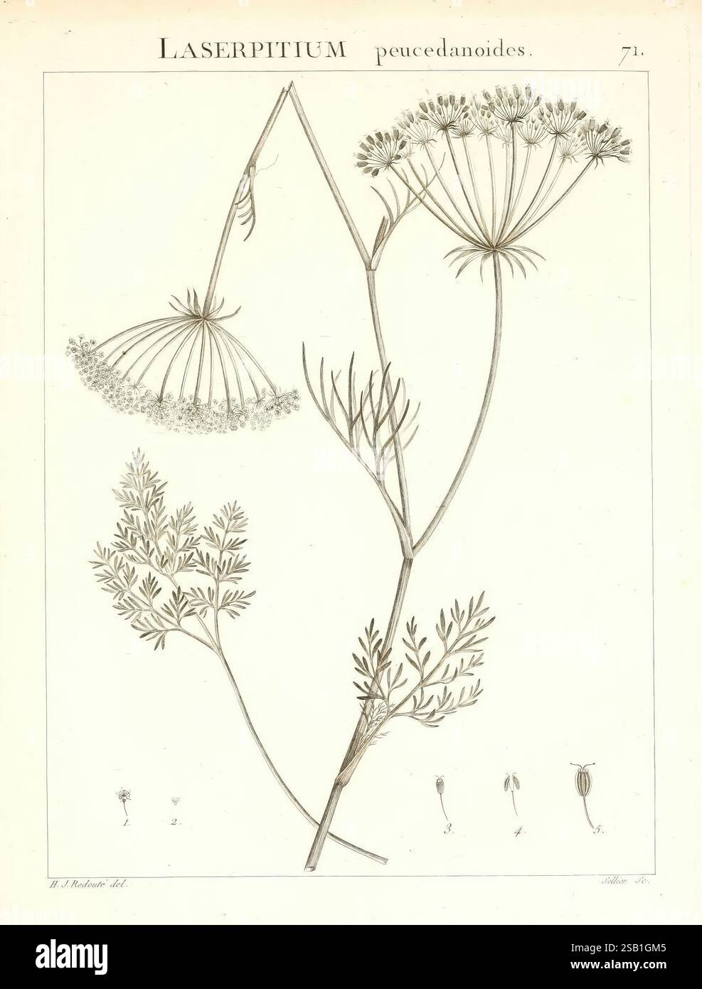 Laserpitium peucedanoides hi-res stock photography and images - Alamy