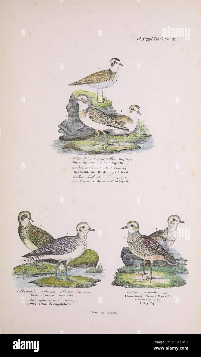 Shorebird morphology hi-res stock photography and images - Alamy