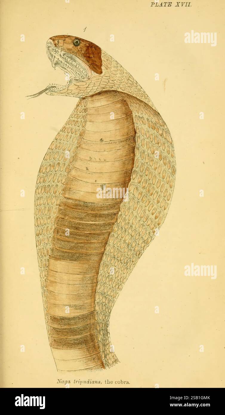 Indian snakes, Madras, Higginbotham, 1874, China, India, snakes, South ...
