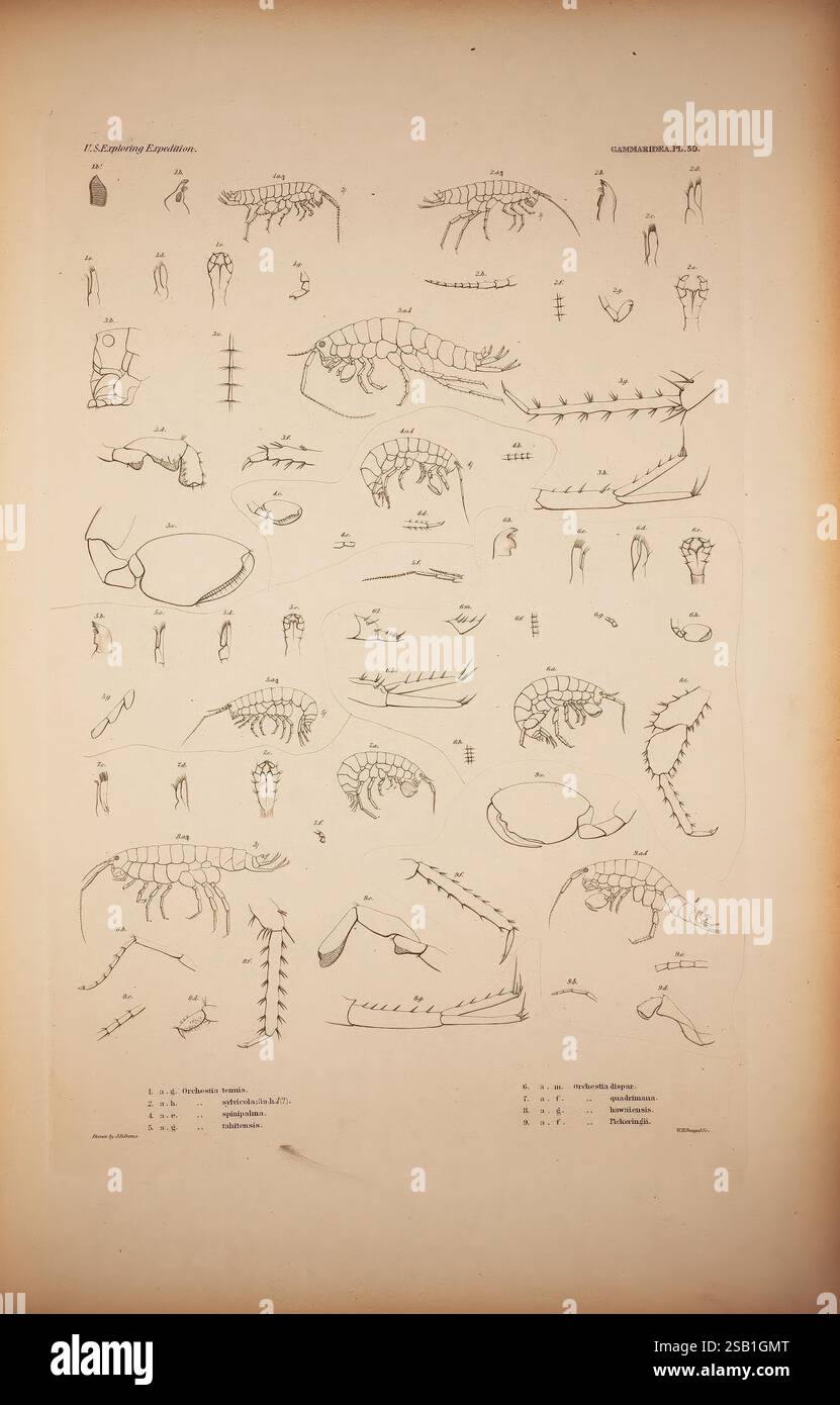 Drawings showcase detailed anatomical features hi-res stock photography ...