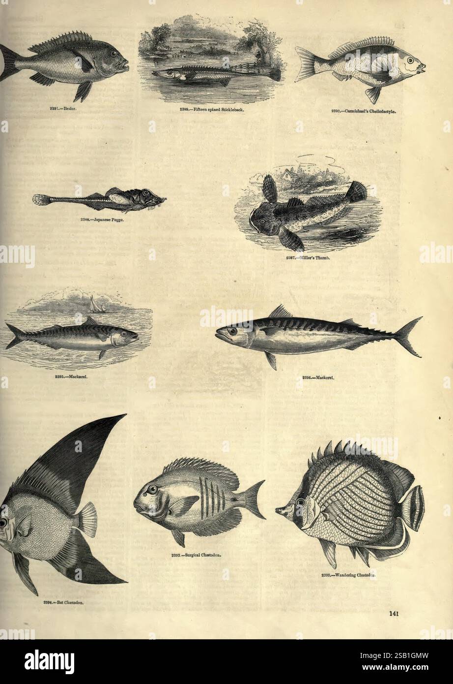 Distinctive angelfish hi-res stock photography and images - Alamy