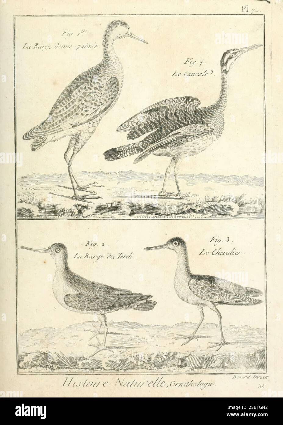 Tableau, encyclopédique, et, méthodique, des, trois, règnes, de, la ...