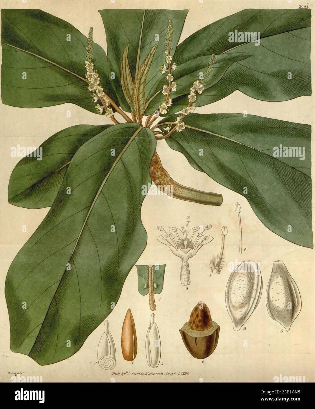 Curtis's Botanical Magazine London New York Etc. Botany Periodicals ...