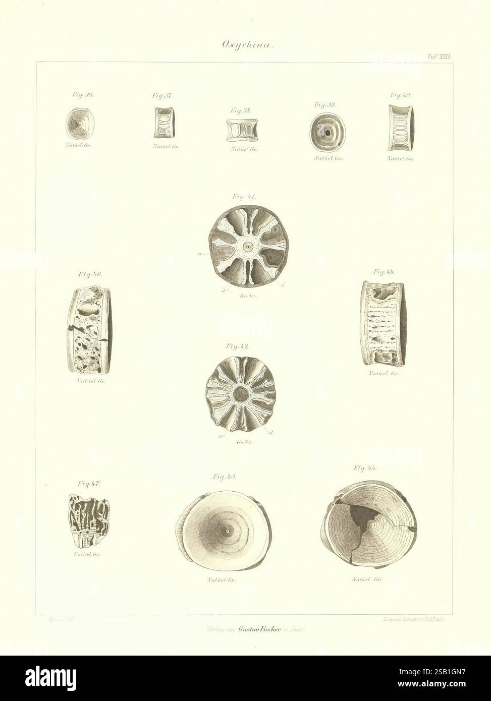 Organized grid displays hi-res stock photography and images - Alamy