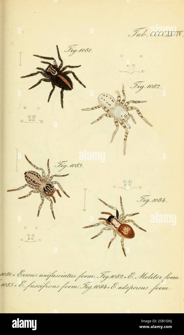 Third spider displays hi-res stock photography and images - Alamy