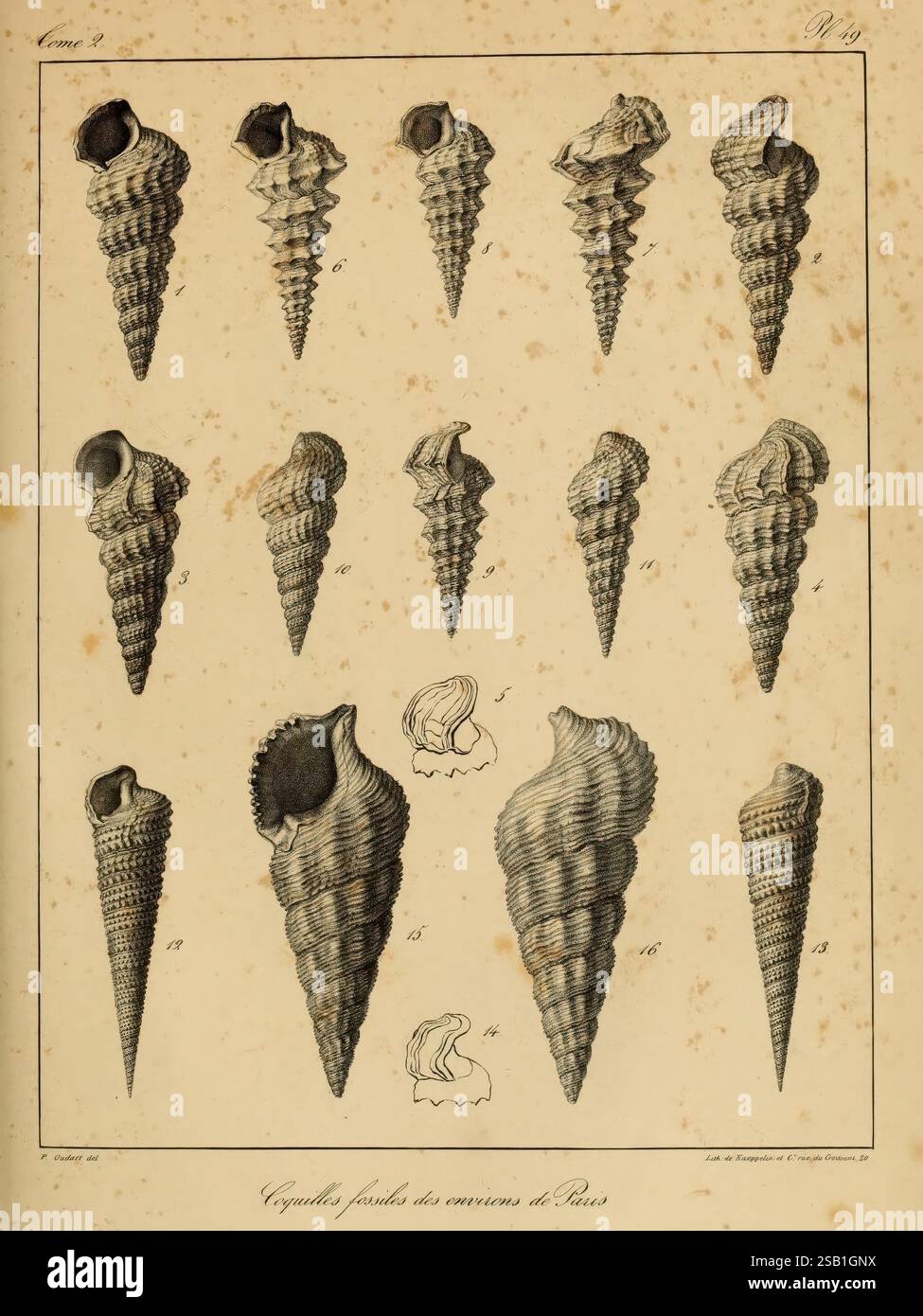 Artistic representation of shell morphology hi-res stock photography ...