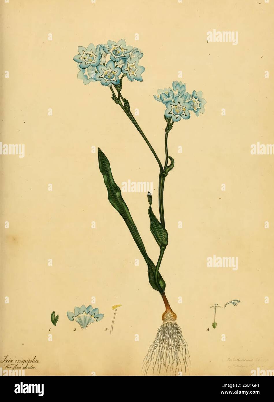 Lance shaped leaves rise hi-res stock photography and images - Alamy