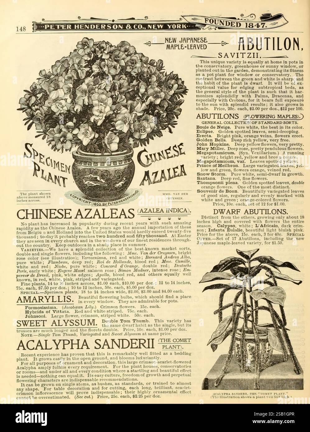 Chinese azaleas highlights hi-res stock photography and images - Alamy