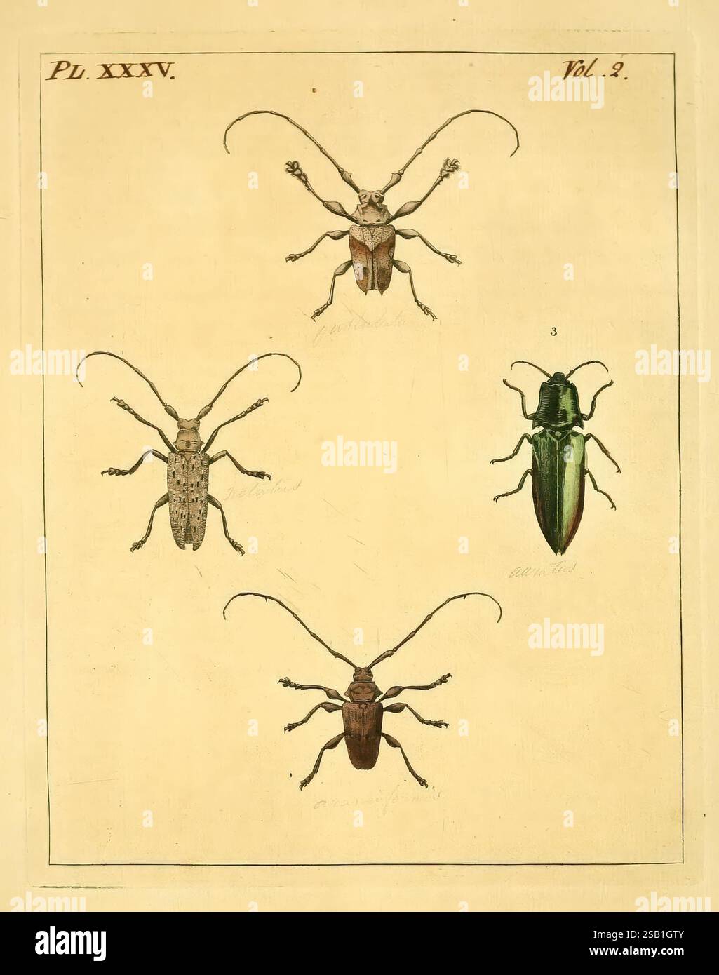 Depicts another elongated beetle hi-res stock photography and images ...