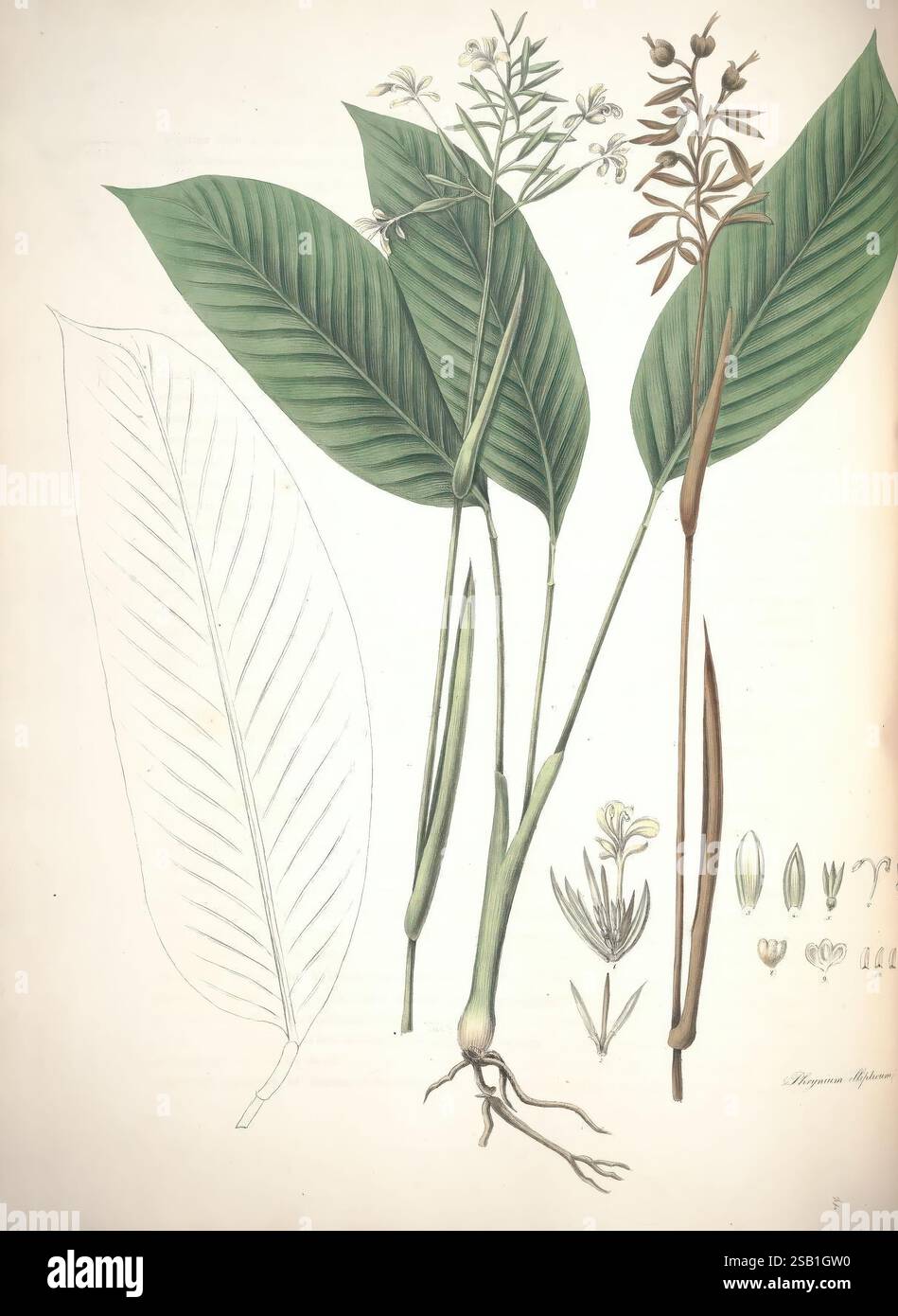 Monandrian plants of the order Scitamineae Liverpool George Smith 1828 ...