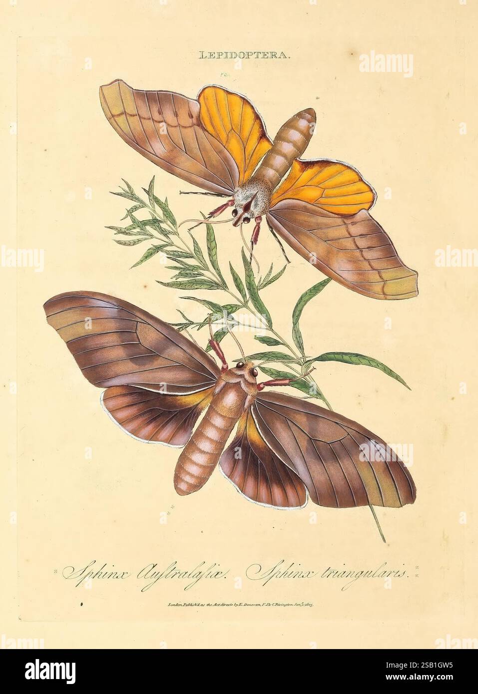 An epitome of the natural history of the insects of New Holland, New ...