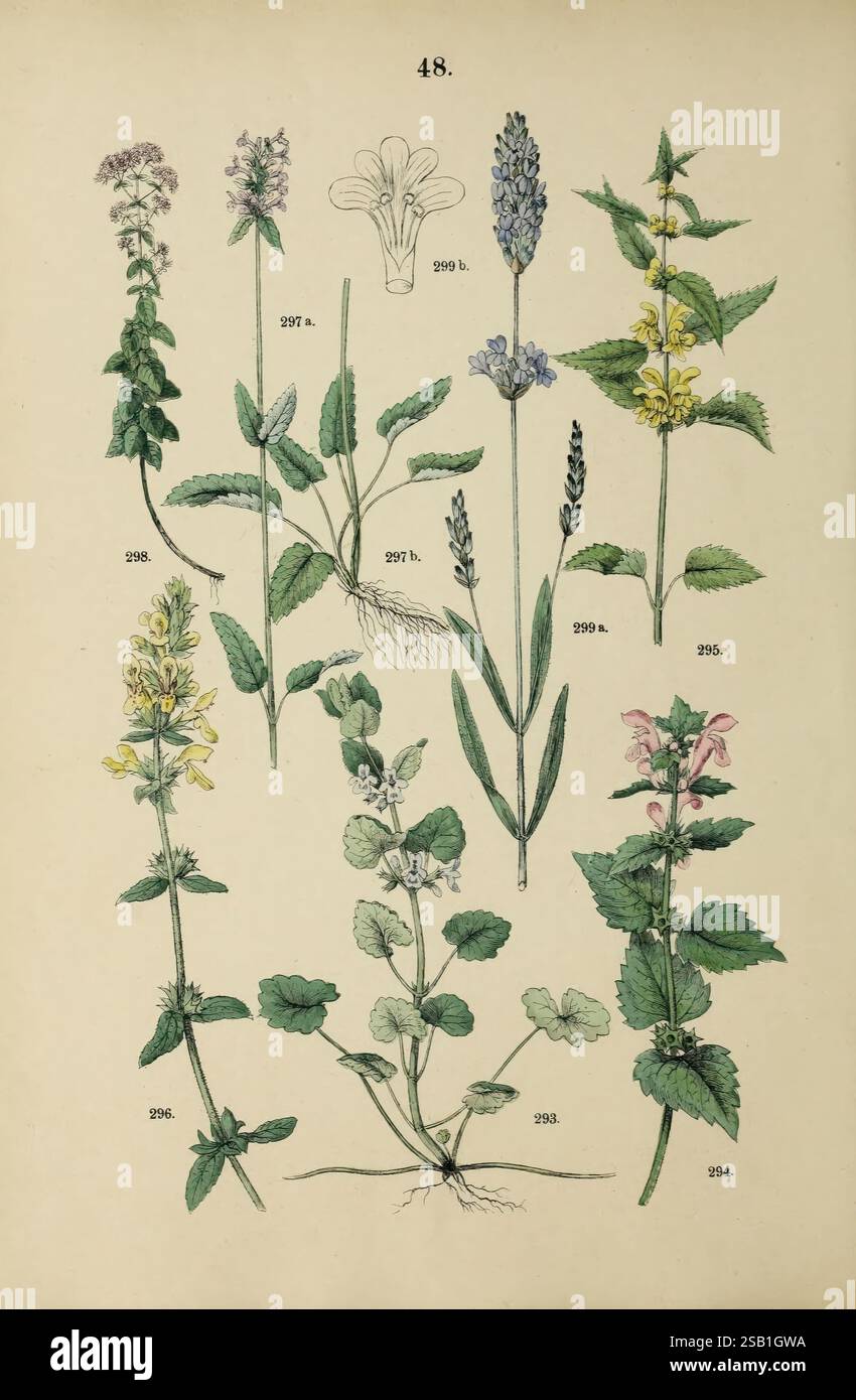 Pflanzen-Atlas nach dem Linné'schen System, Stuttgart, Jul. Hoffmann ...