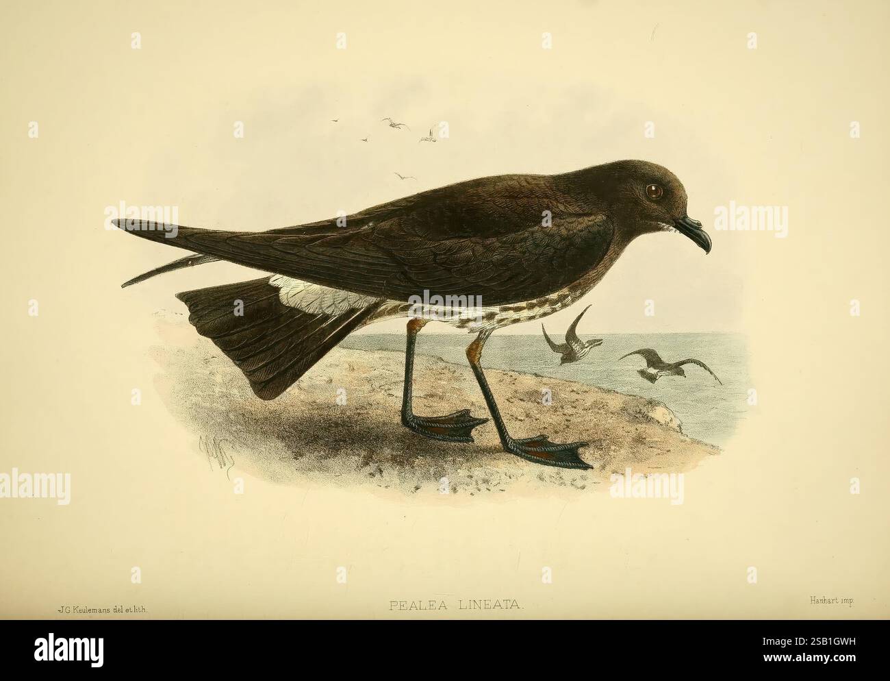 Pealea lineata hi-res stock photography and images - Alamy