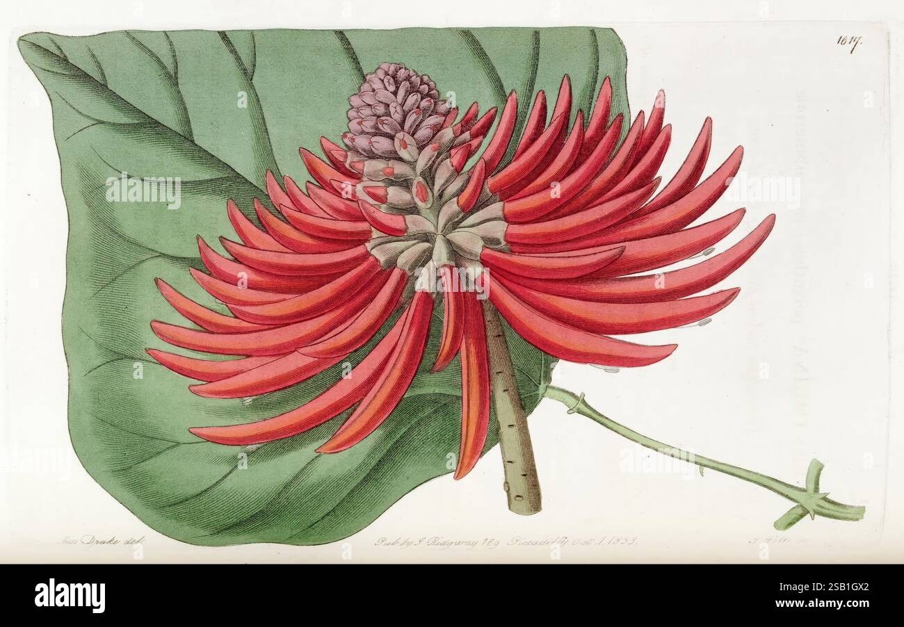 Edwards's botanical register. London, James Ridgway, 1829-1847. 1829 ...