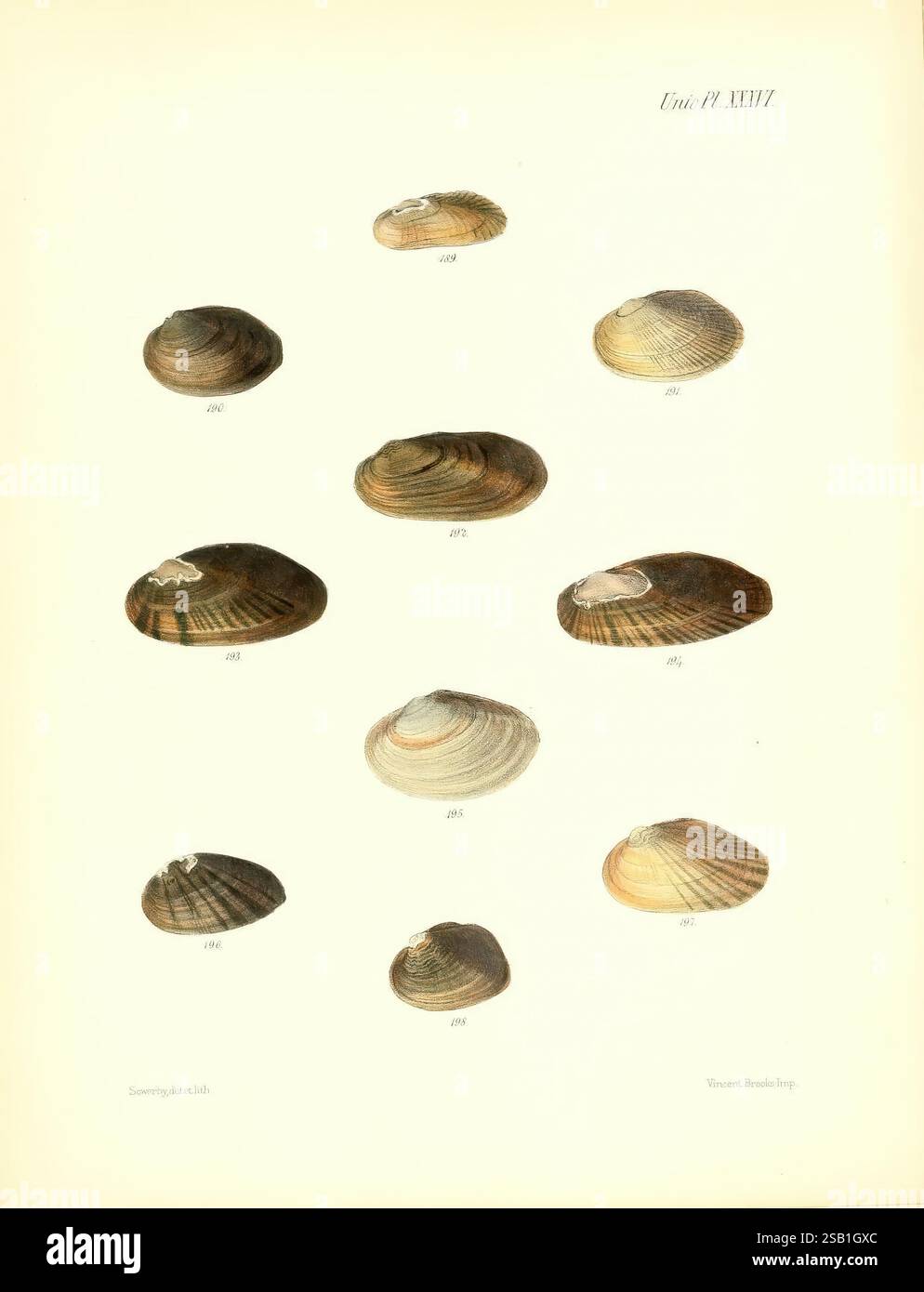 Featuring distinct ridges hi-res stock photography and images - Alamy