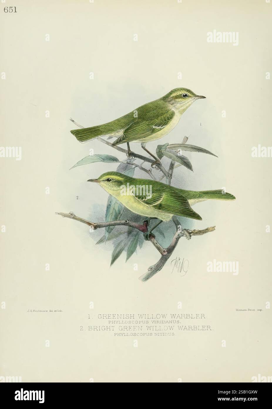 Pictorial works phylloscopus trochilus phylloscopus hi-res stock ...