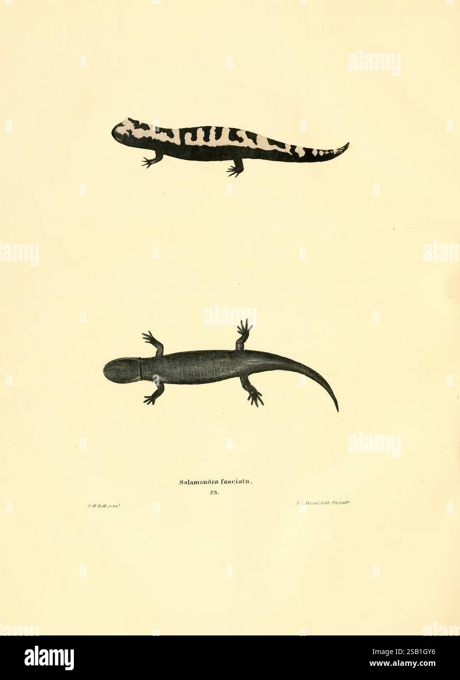 Salamandra fasciata hi-res stock photography and images - Alamy