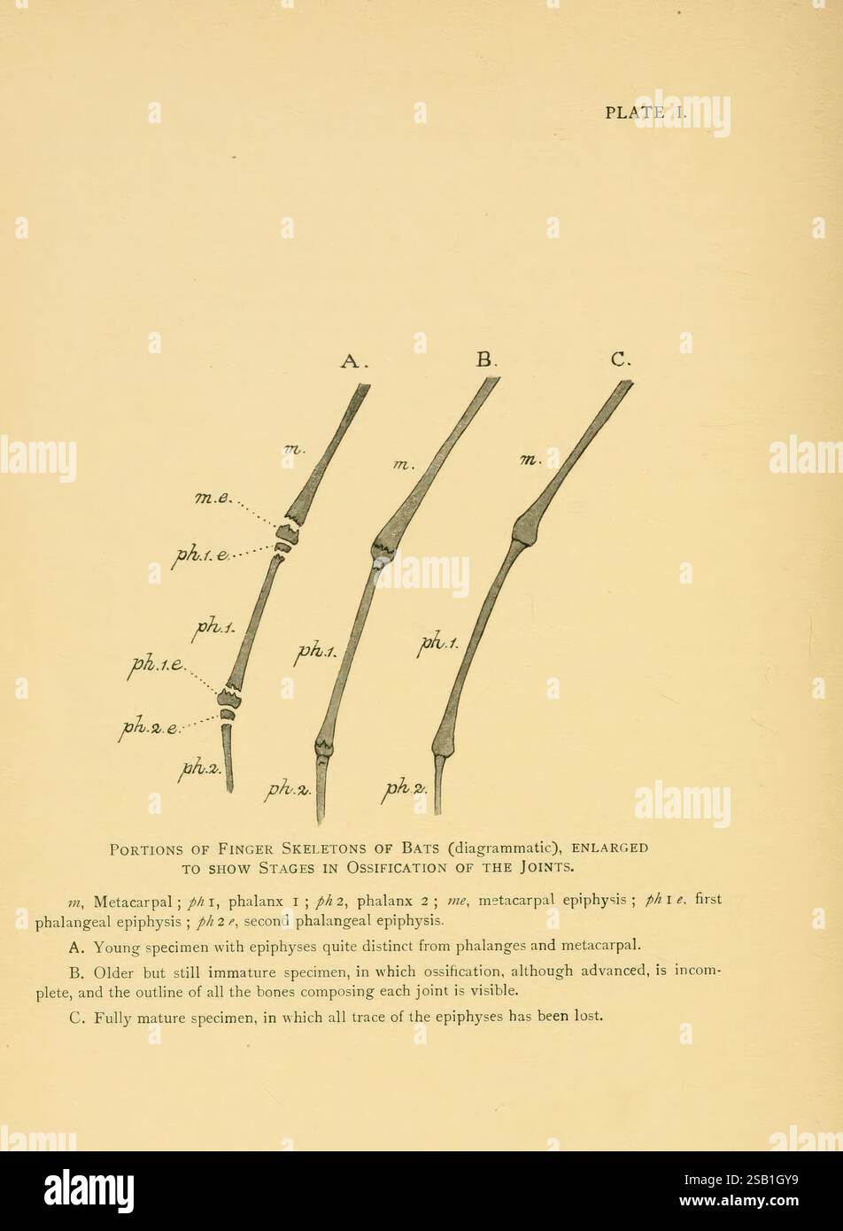 First phalangeal epiphysis hi-res stock photography and images - Alamy