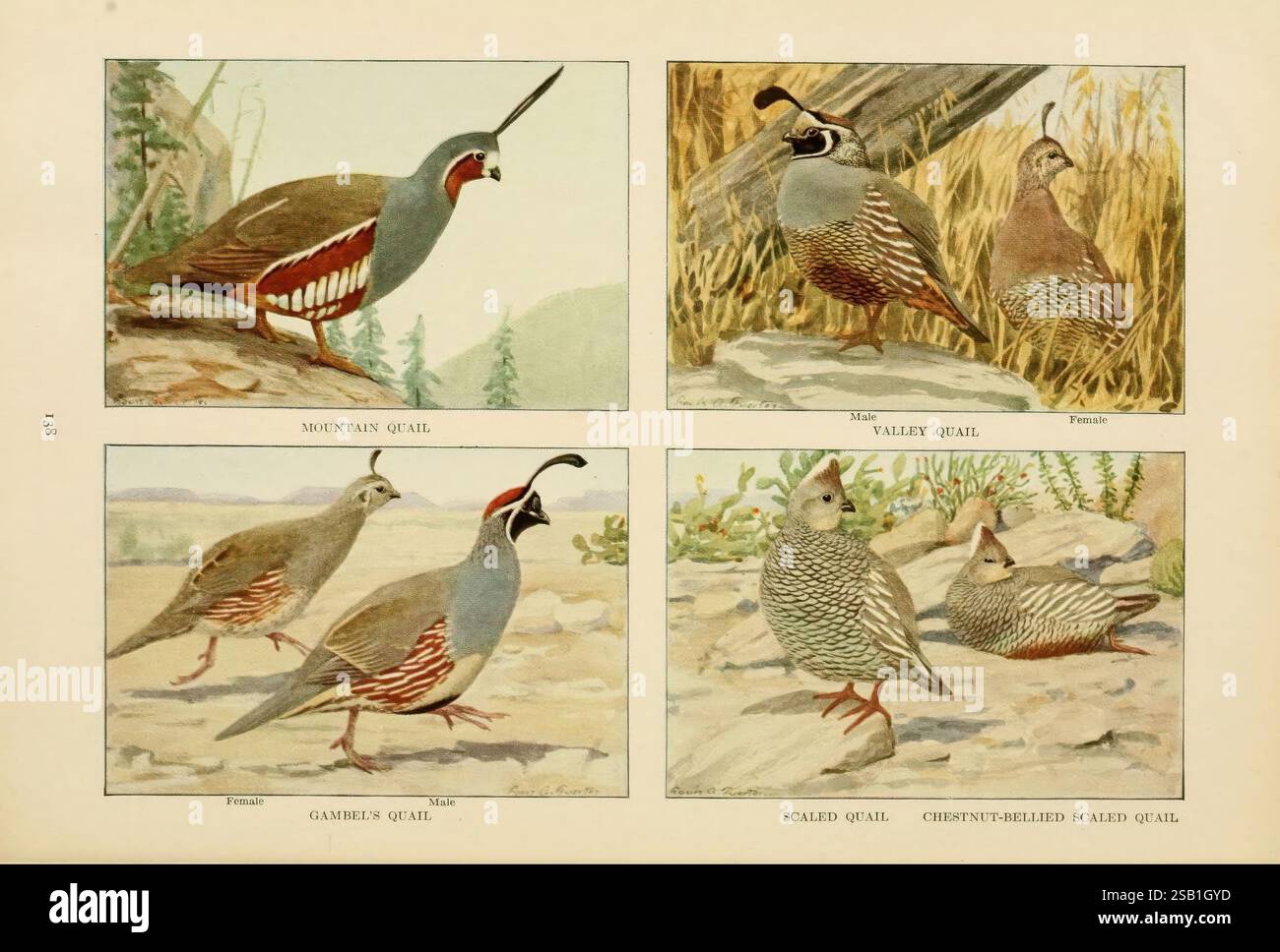 The book of birds, common birds of town and country and American game ...