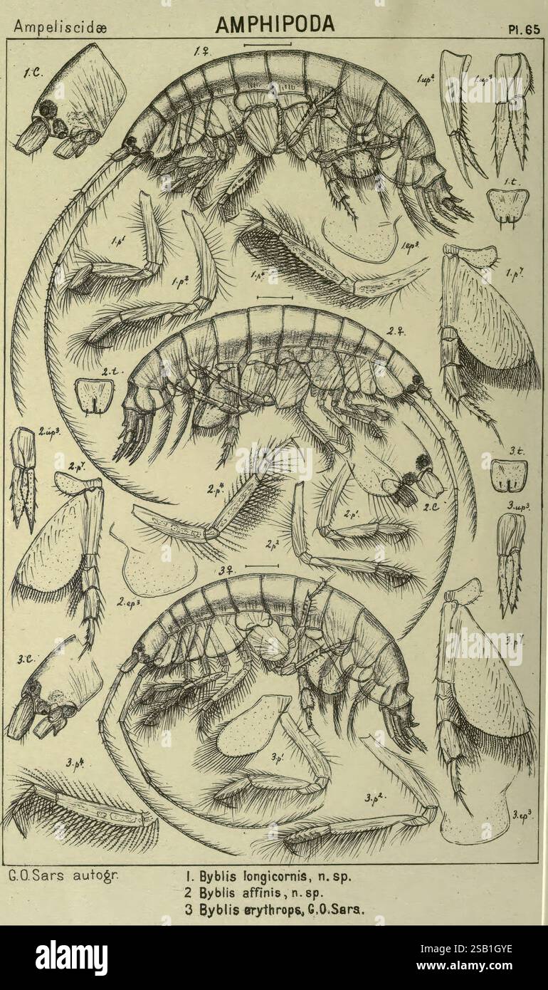 Labeled diagrams showcase hi-res stock photography and images - Alamy