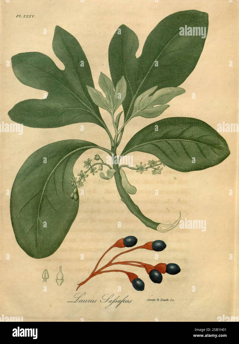 Laurus sophora plant hi-res stock photography and images - Alamy