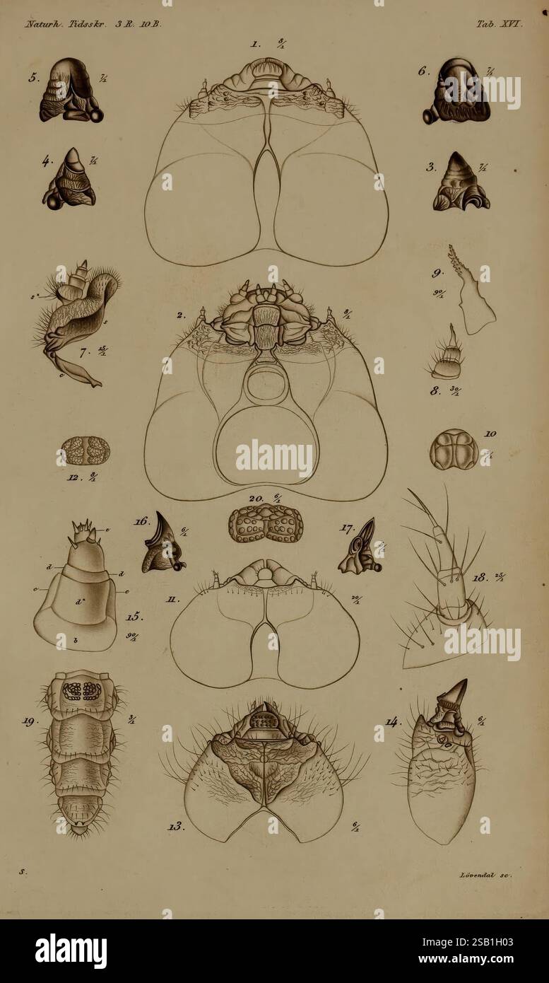 De Metamorphosi Eleutheratorum Observationes, Kjøbenhavn, Thieles ...