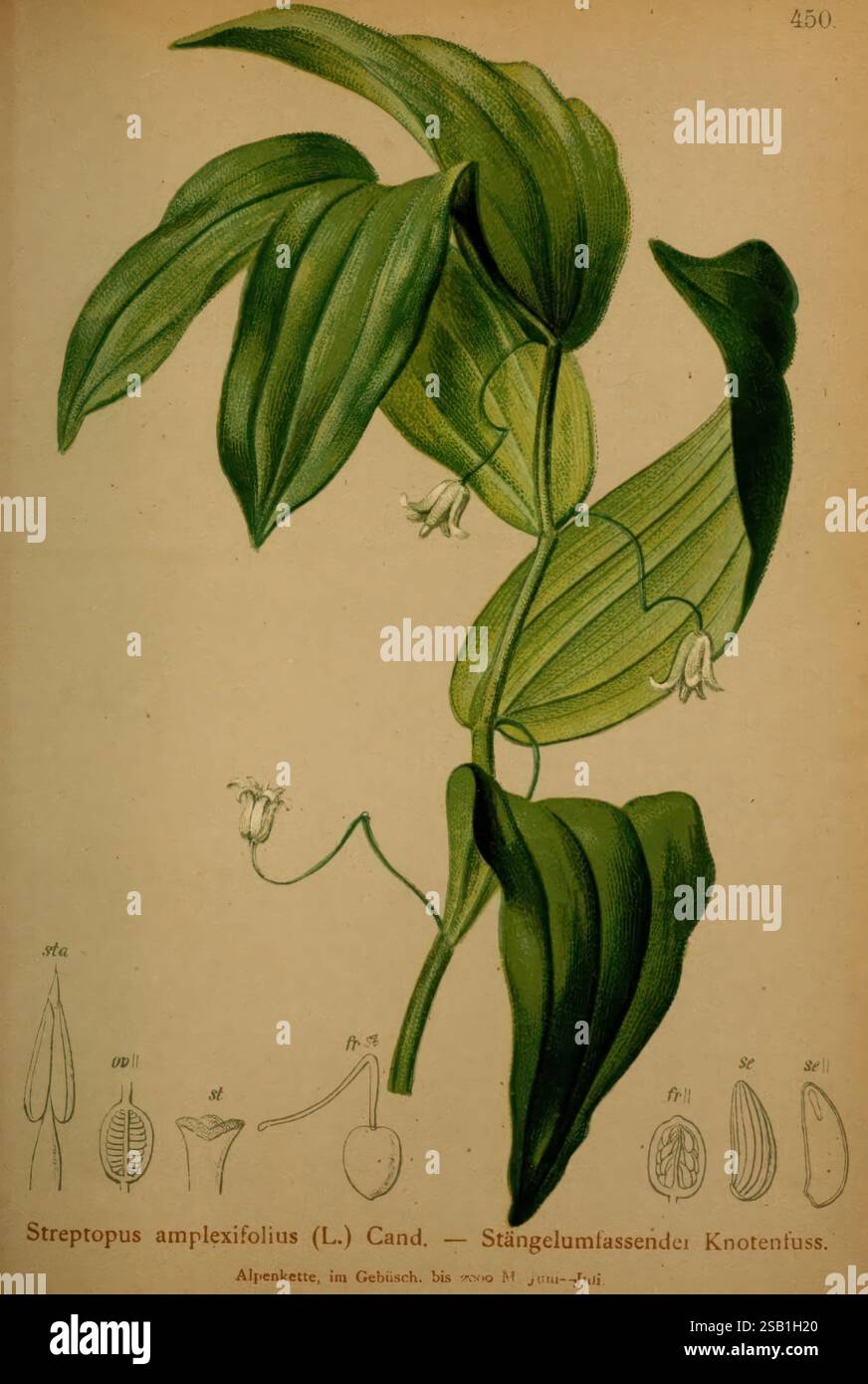 Plant streptopus amplexifolius hi-res stock photography and images - Alamy