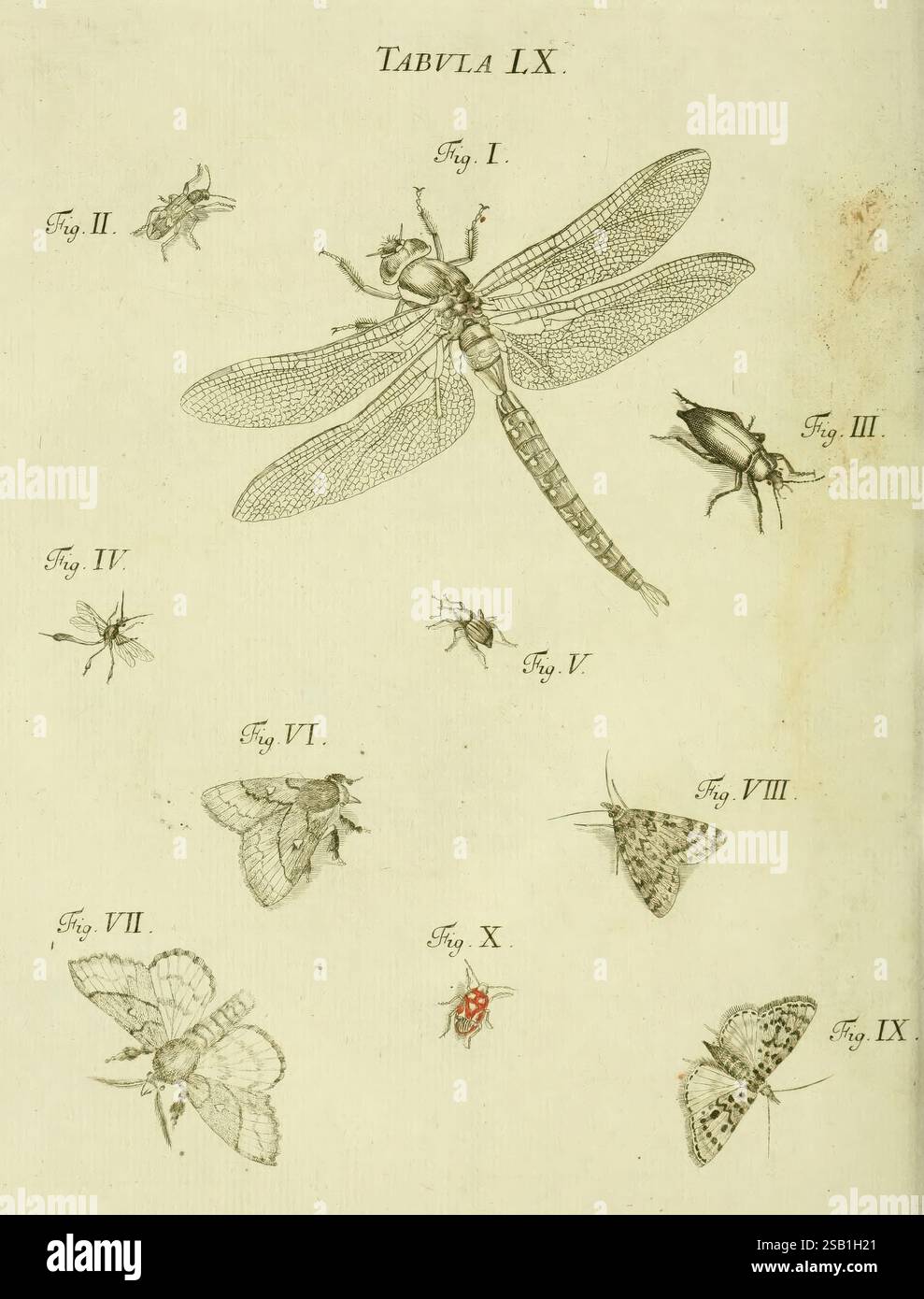 Iacobi Christiani Shaefferi, Icones insectorum, Ratisbonae, Typis ...
