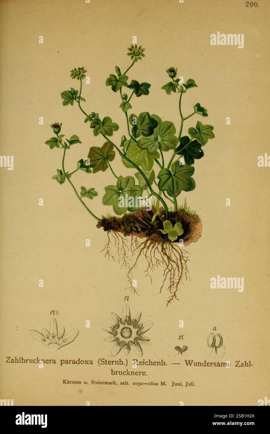 Botanical labeling identifies hi-res stock photography and images - Alamy