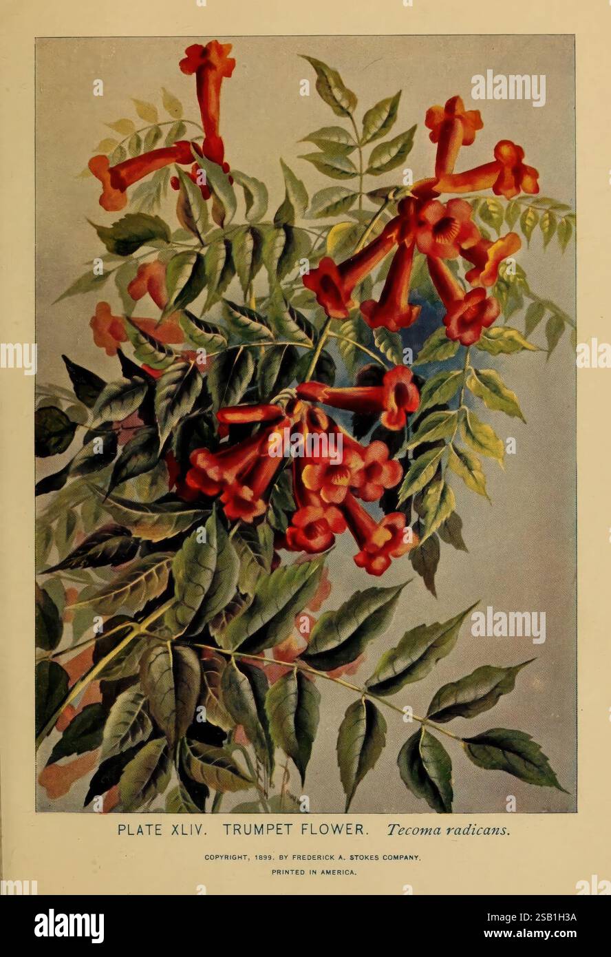 A guide to the wild flowers, New York, F. A. Stokes, 1899, United ...
