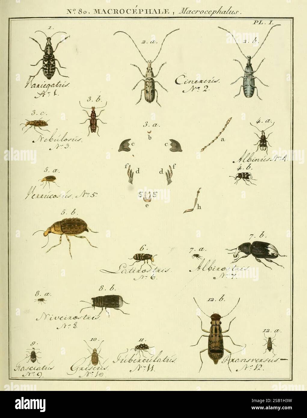 Macrocephalic insects hi-res stock photography and images - Alamy